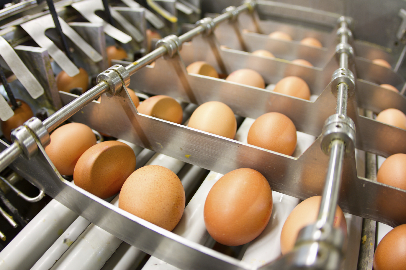 Egg Packing Operative - Concept Recruitment